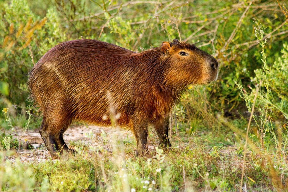 ADN Animal: Edición Carpincho – Ximena Clavelli